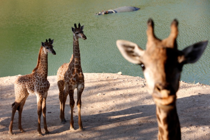20 מקומות לדייטים בירושלים - שיהפכו את הערב שלכם למושלם - כיפה