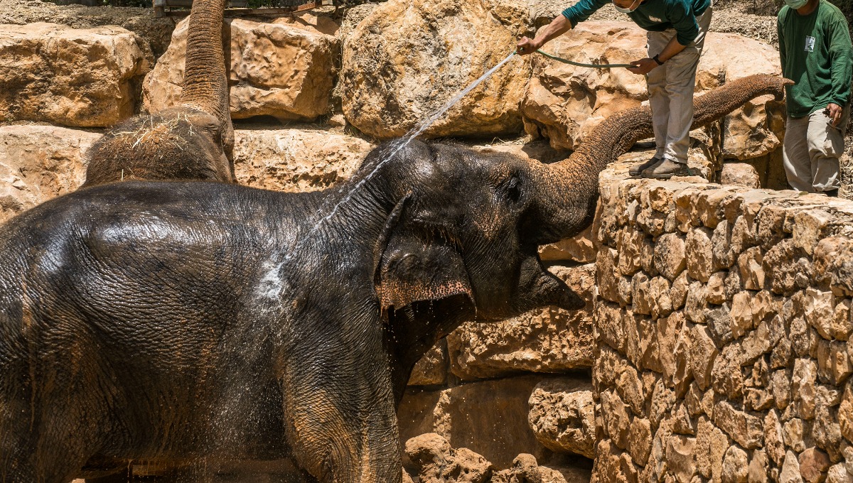 סוף עידן: גן החיות התנ"כי סוגר את גן המשחקים האהוב - כיפה